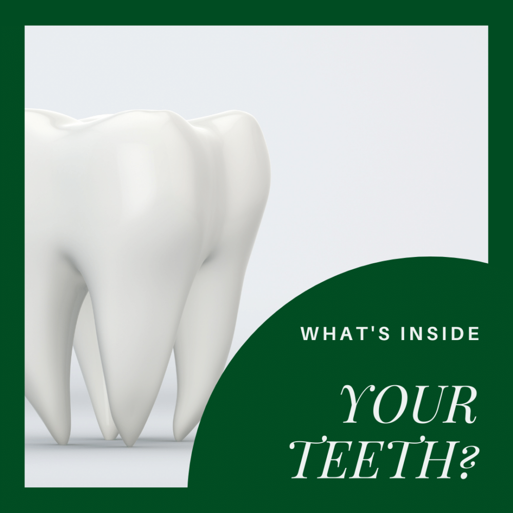 What's Inside Your Teeth? | Acorn Dentistry For Kids