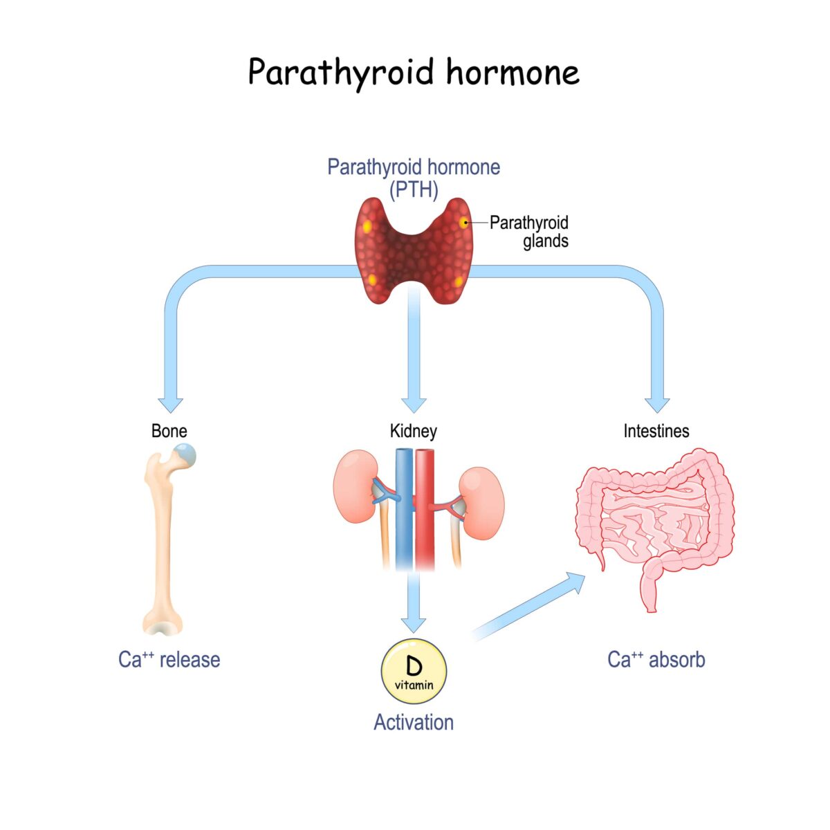 Parathyroid vs. Thyroid Gland: What's the Difference? | Annapolis and ...