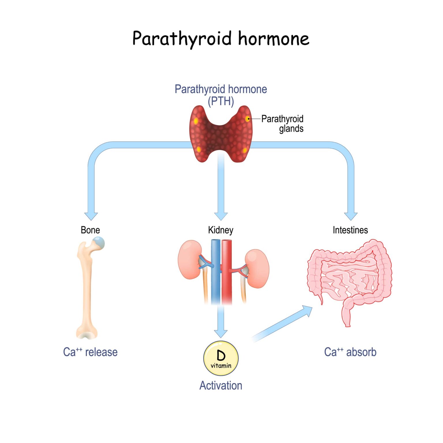 Parathyroid vs. Thyroid Gland: What's the Difference? | Annapolis and ...